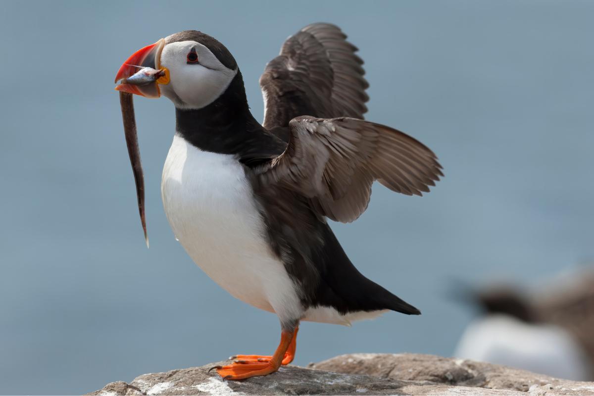 15 animales del Polo Norte - Nombres y fotos