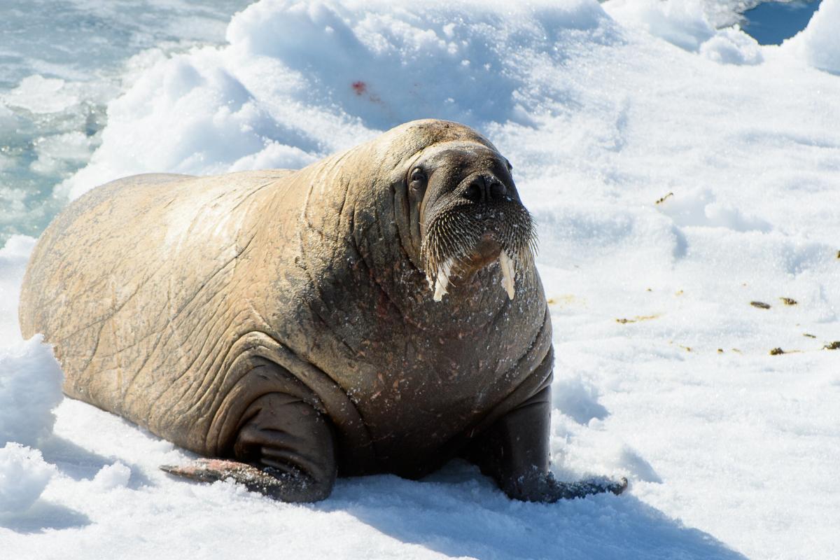 15 animales del Polo Norte - Nombres y fotos