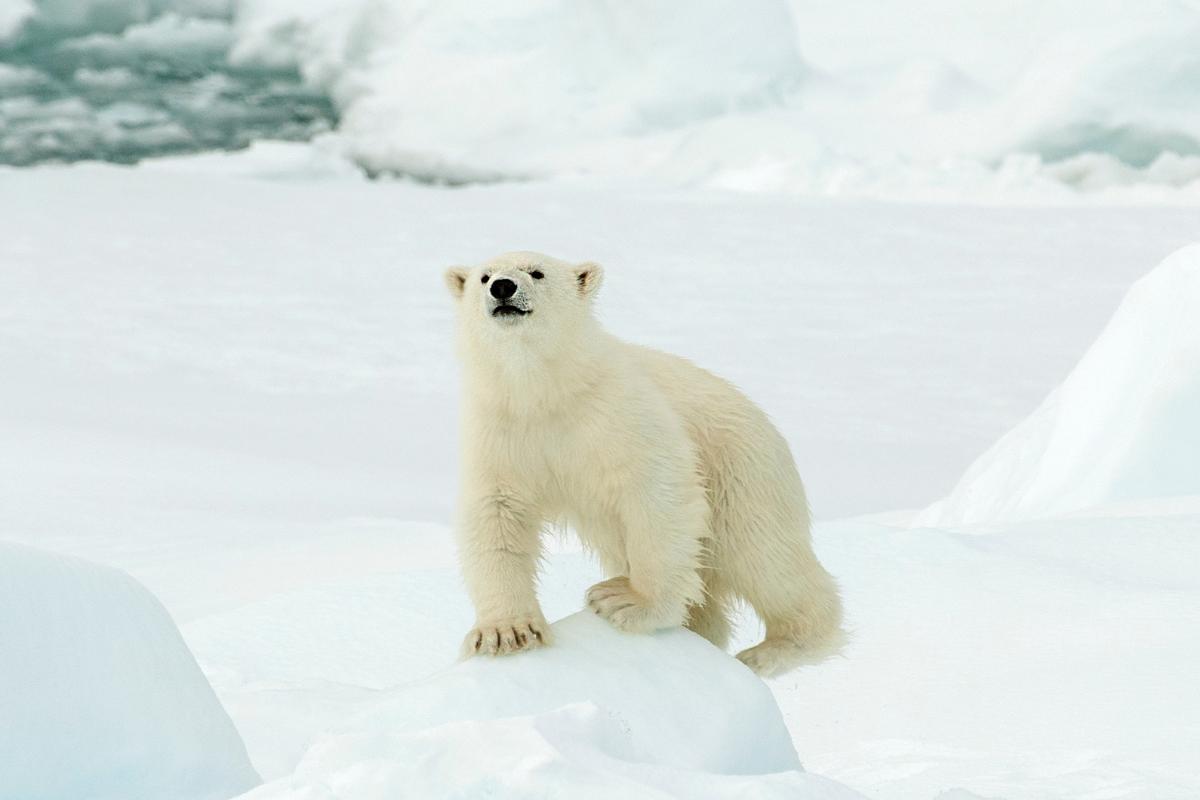 15 animales del Polo Norte - Nombres y fotos