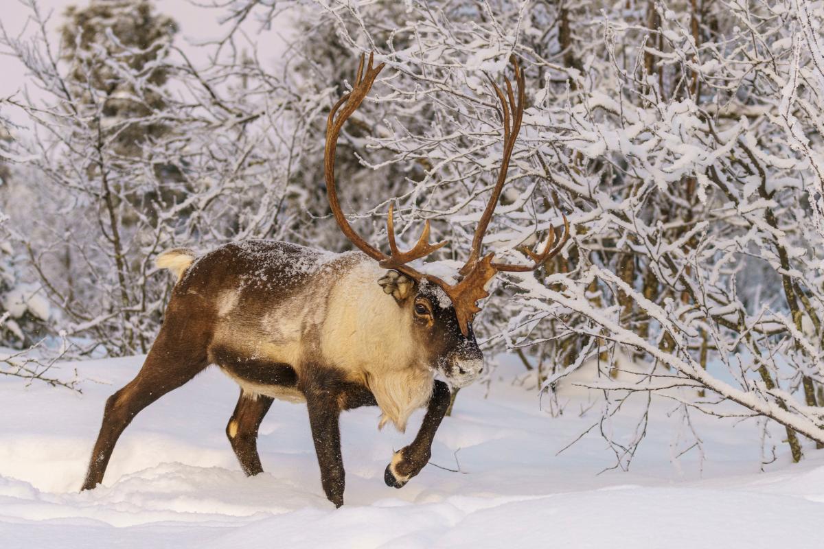 15 animales del Polo Norte - Nombres y fotos