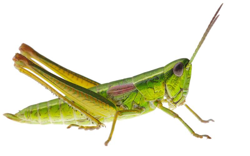 Saltamontes - Descripción y características