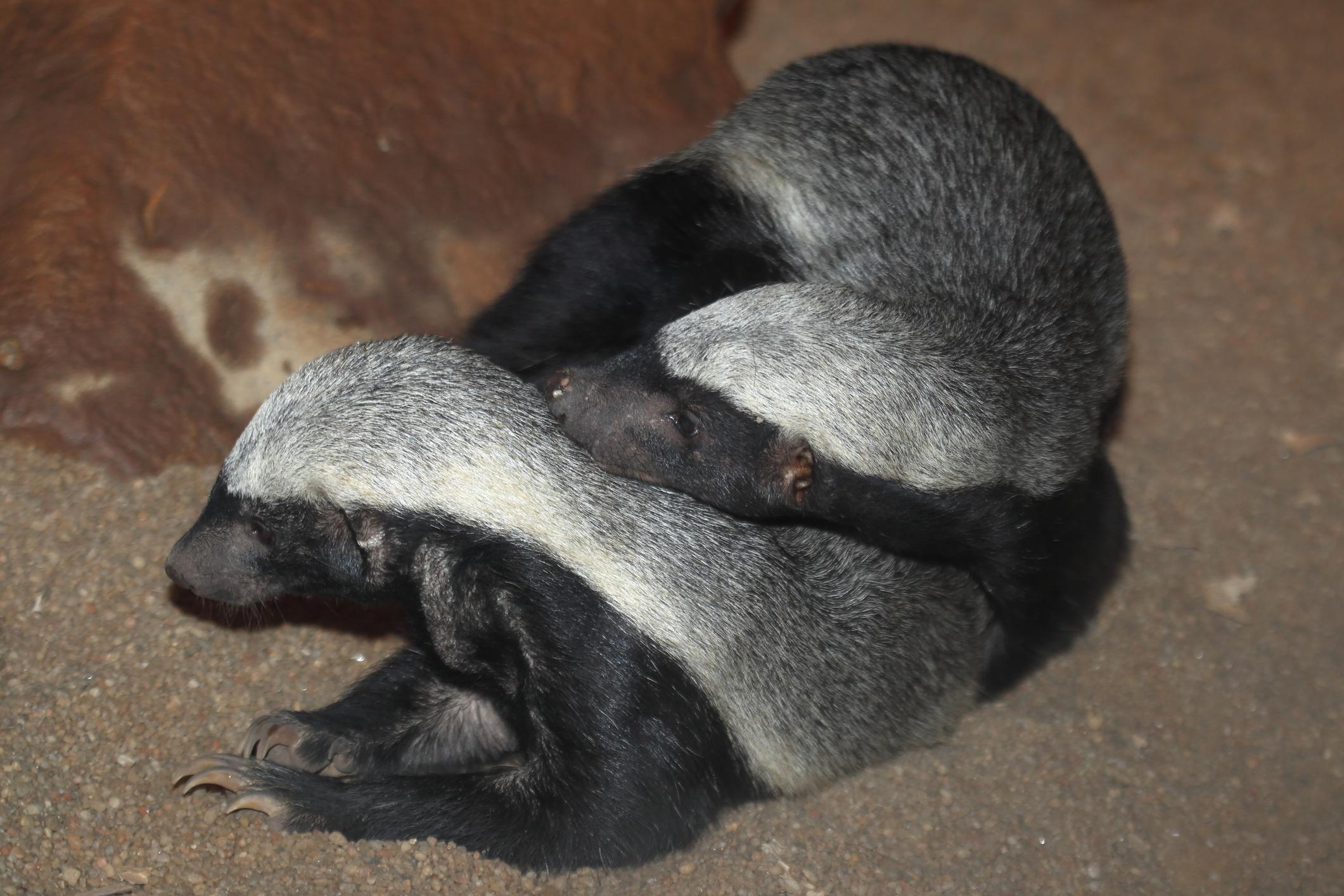 Tejón de la miel - Características, dónde vive y alimentación