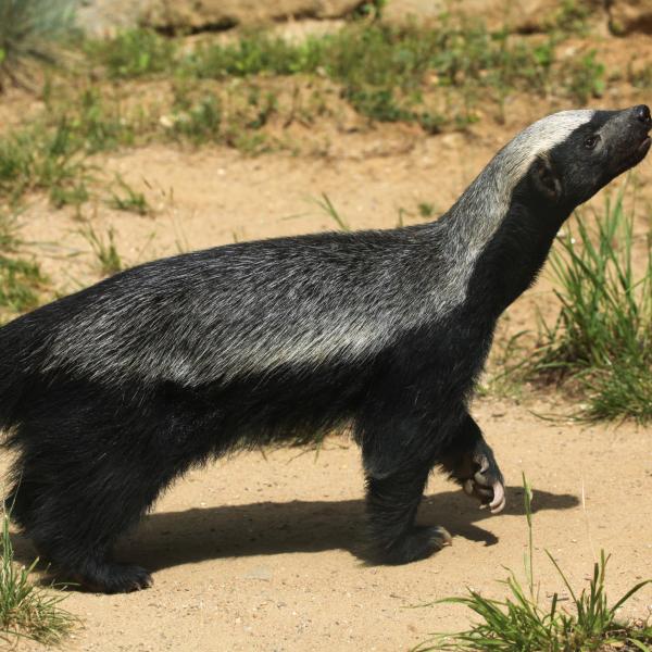 Tejones De Miel Tejon Mielero #video #LoDescubriEnTikTok #fyp