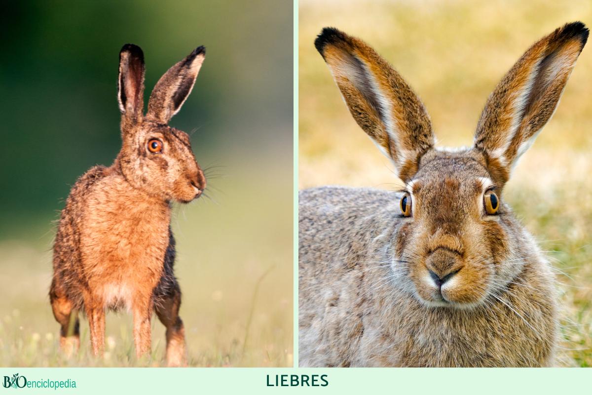 Diferencia entre conejo y liebre - Características diferenciales y fotos
