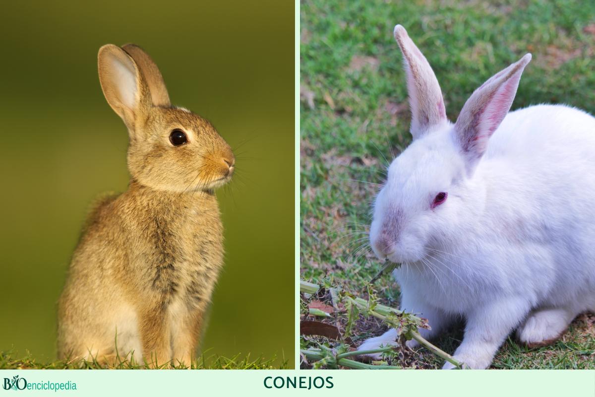 Diferencia entre conejo y liebre - Características diferenciales y fotos