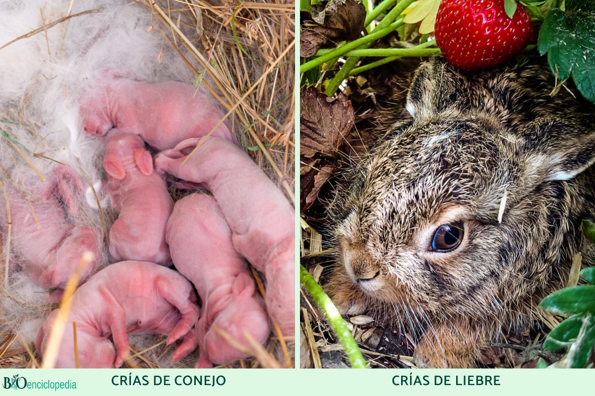 Diferencia entre conejo y liebre - Características diferenciales y fotos