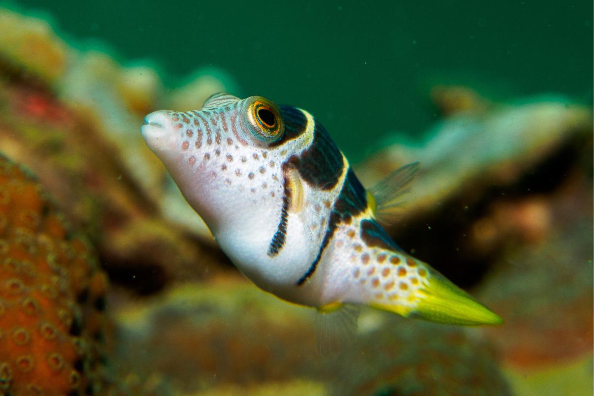 Pez globo - Características, dónde vive, alimentación y veneno