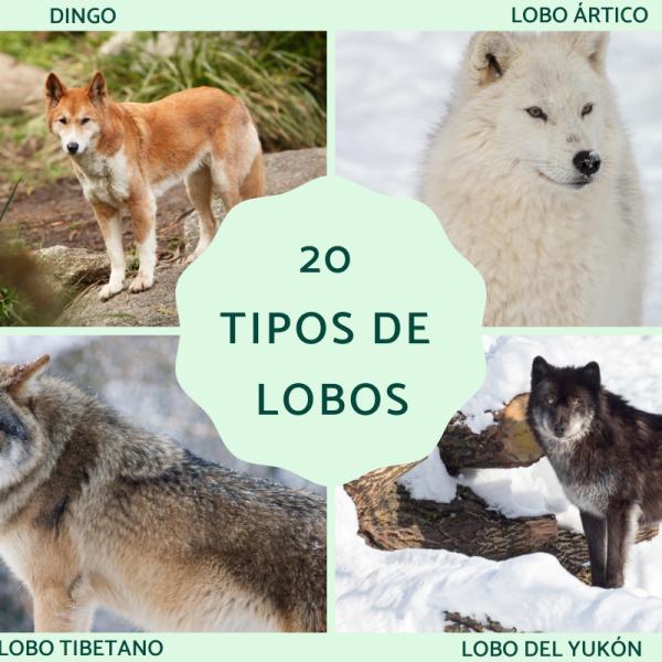 Razas De Lobos Domesticados