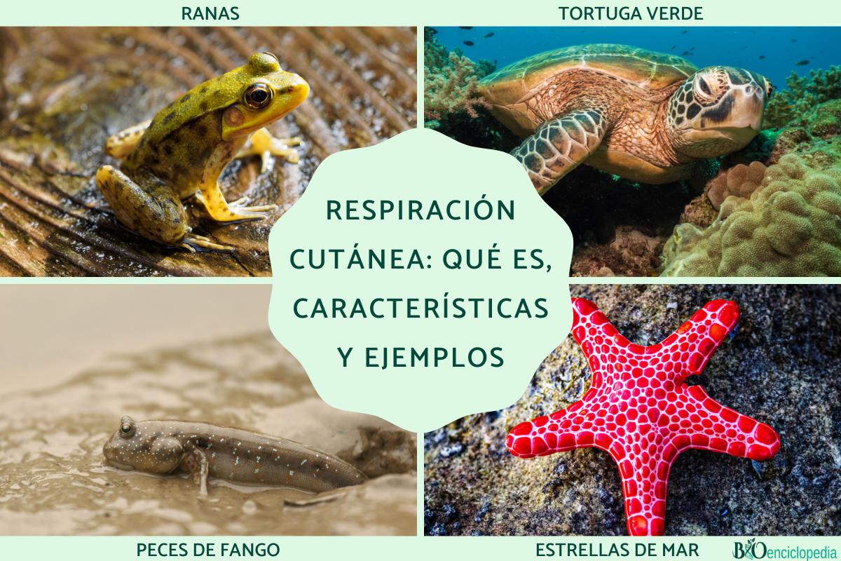 Respiración cutánea: qué es, características y ejemplos de animales - Resumen