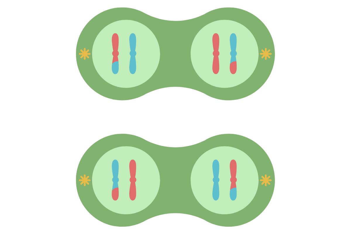 Meiosis: qué es y fases - Resumen para estudiar