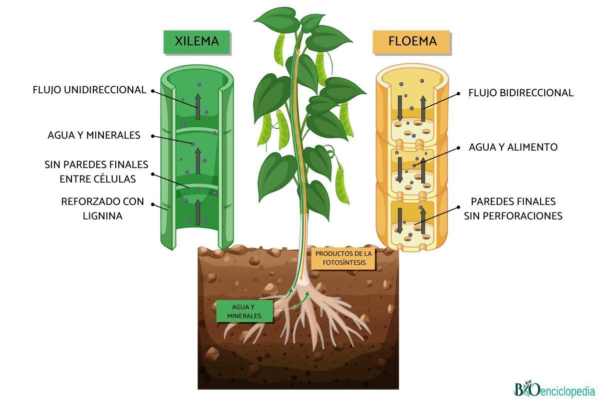 Floema: qué es, dónde está y funciones - Resumen para estudiar