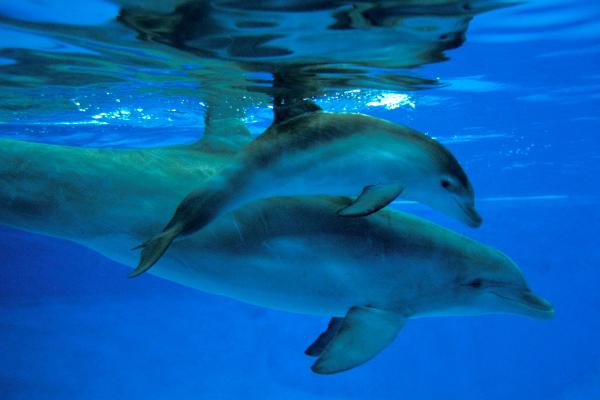 Delfín mular o Tursiops truncatus: características, dónde vive y cuáles ...