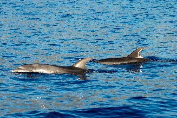 Delfín mular o Tursiops truncatus: características, dónde vive y cuáles ...