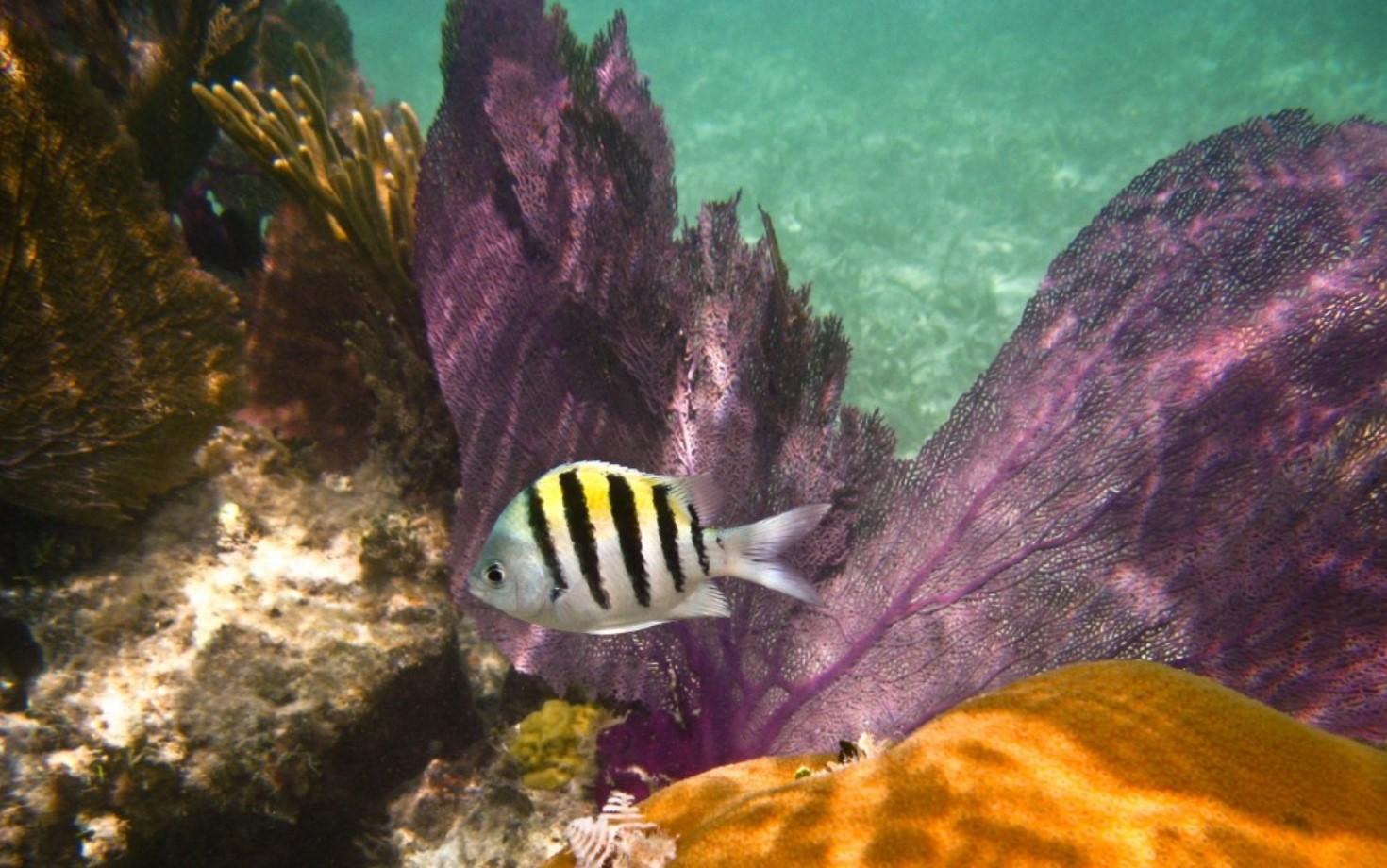 Pez píntano o Abudefduf saxatilis - Características, dónde vive y ...