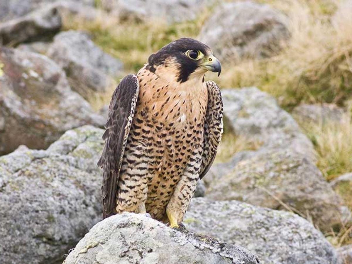 Halcón peregrino - Descripción, distribución, comportamiento ...