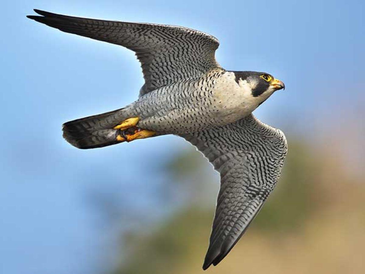 Halcón peregrino - Descripción, distribución, comportamiento ...