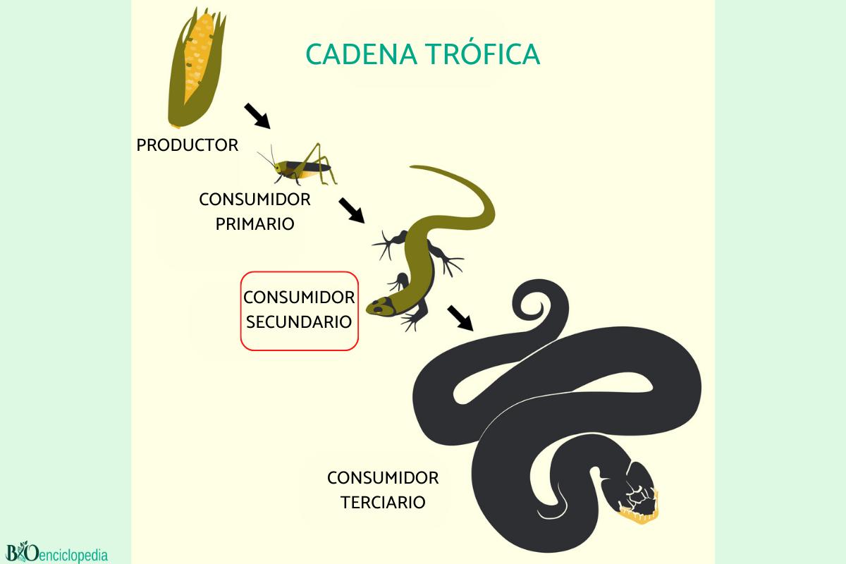 Consumidores secundarios: qué son y ejemplos - Resumen