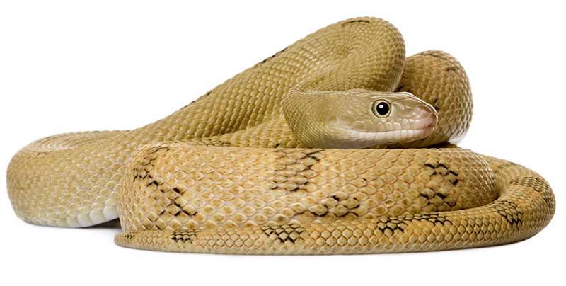 Serpientes: Información y Características