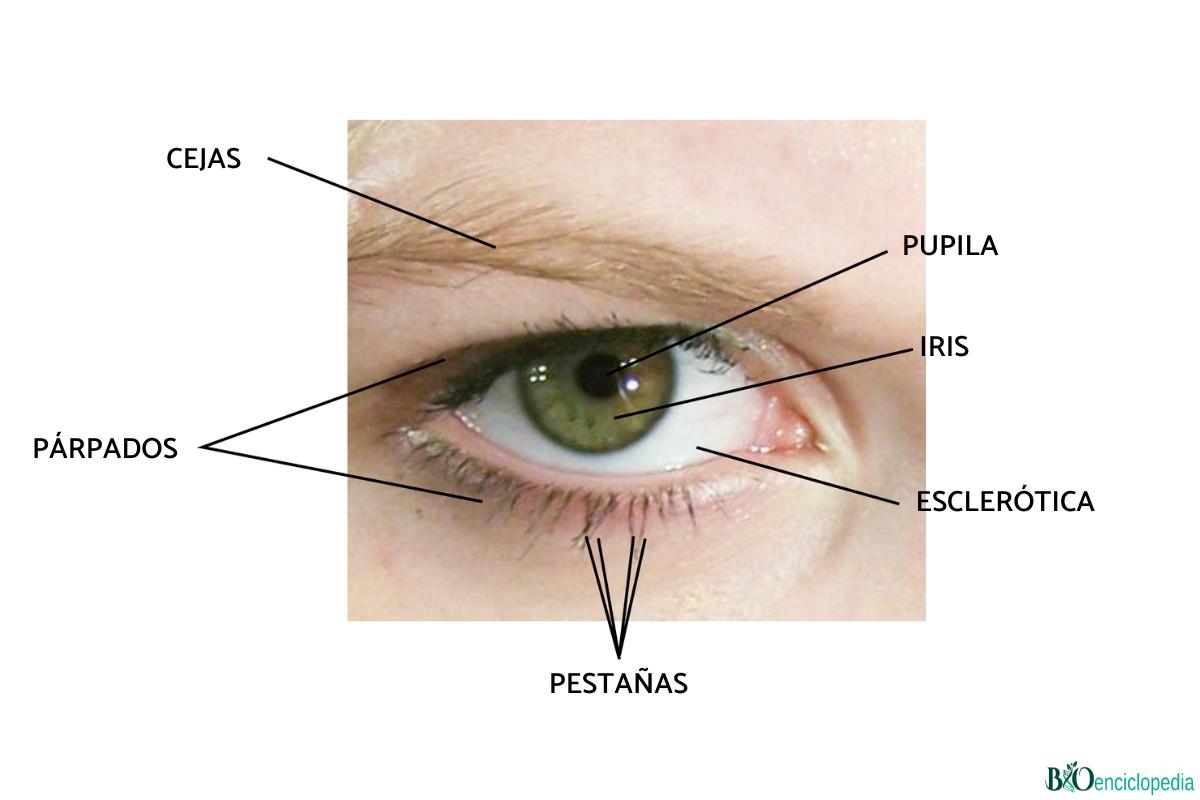 Ojo humano: partes y funciones - Resumen