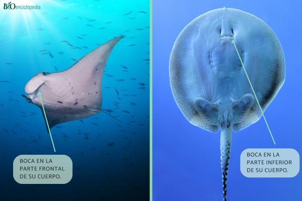 Diferencia entre raya y mantarraya - ¿Cómo identificarlas fácilmente?