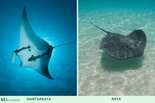 Diferencia entre raya y mantarraya - ¿Cómo identificarlas fácilmente?
