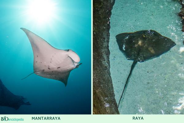 Diferencia entre raya y mantarraya - ¿Cómo identificarlas fácilmente?