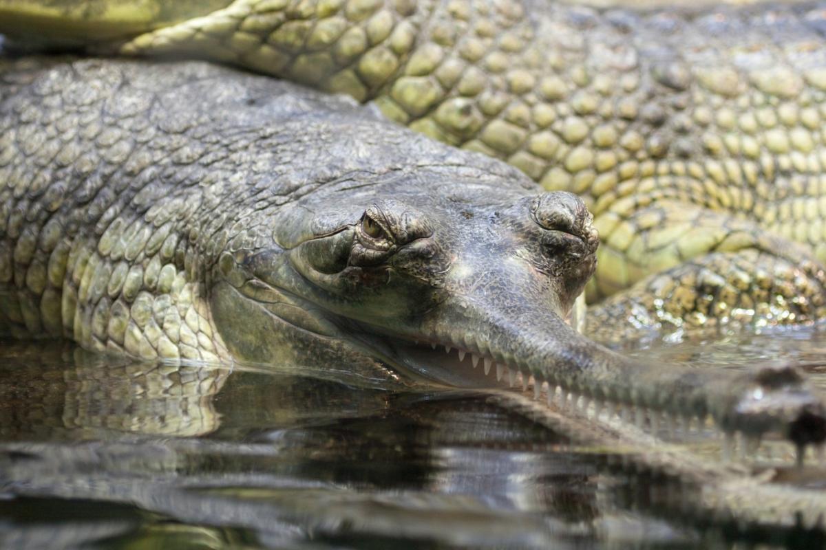 Gavial - Características, dónde vive y alimentación
