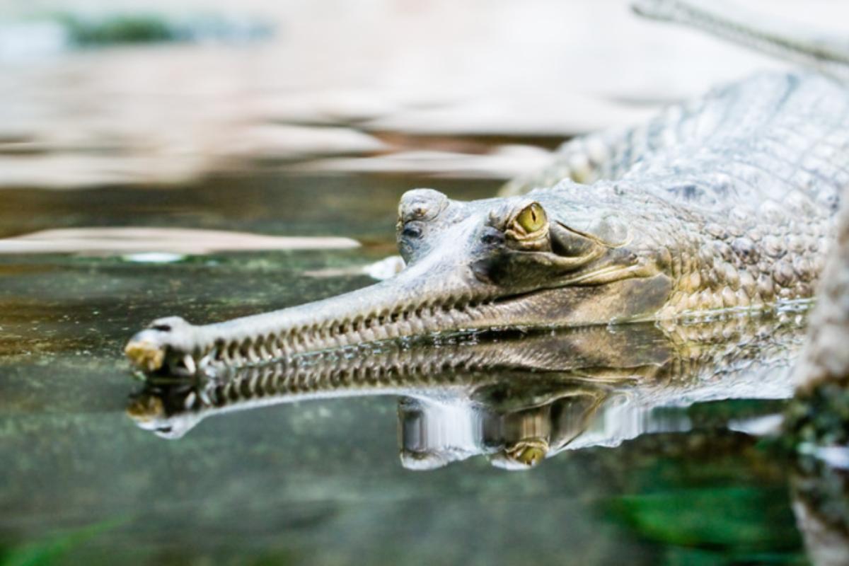 Gavial - Características, dónde vive y alimentación