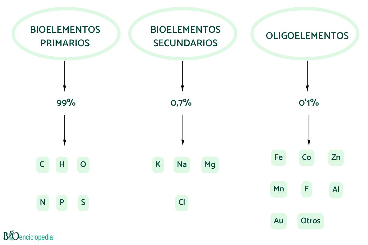 Bioelementos: qué son y clasificación - Resumen Bioelementos: qué son y clasificación - Resumen