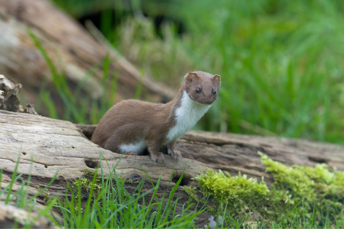 Comadreja común o Mustela nivalis: características, hábitat y alimentación