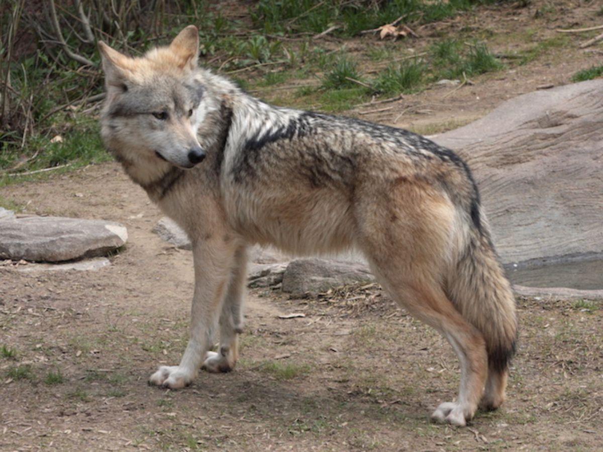 Lobo mexicano - Descripción, distribución, hábitat, alimentación y ...