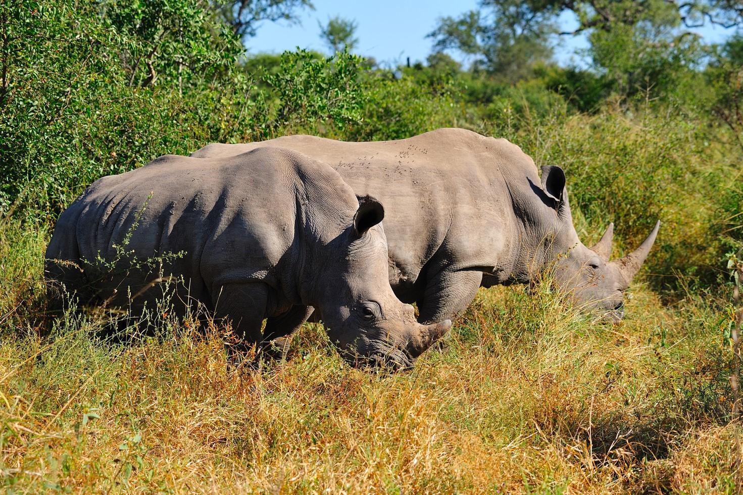 Rinoceronte blanco - Características, dónde vive y alimentación