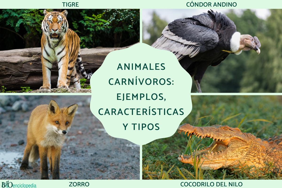Imagenes De Animales Carnivoros