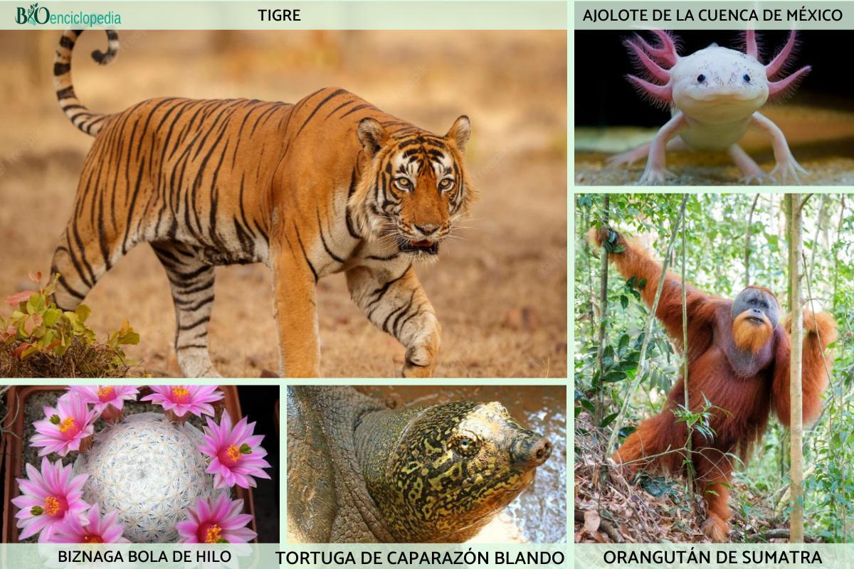 Extinción de especies: causas y consecuencias - Resumen