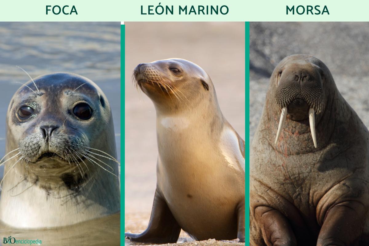 Diferencia entre foca, león marino y morsa - Resumen