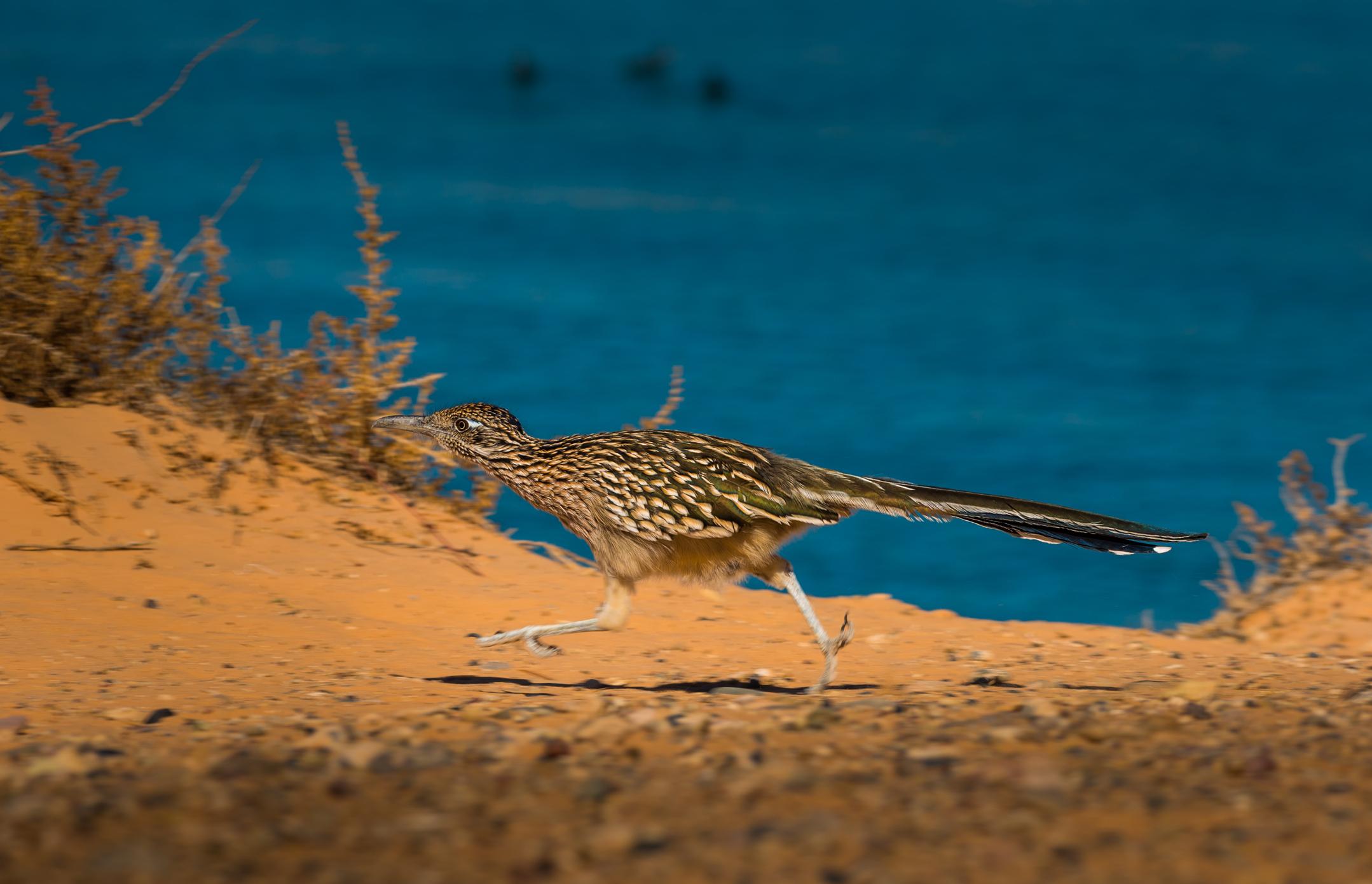 Correcaminos grande - Características, hábitat y alimentación