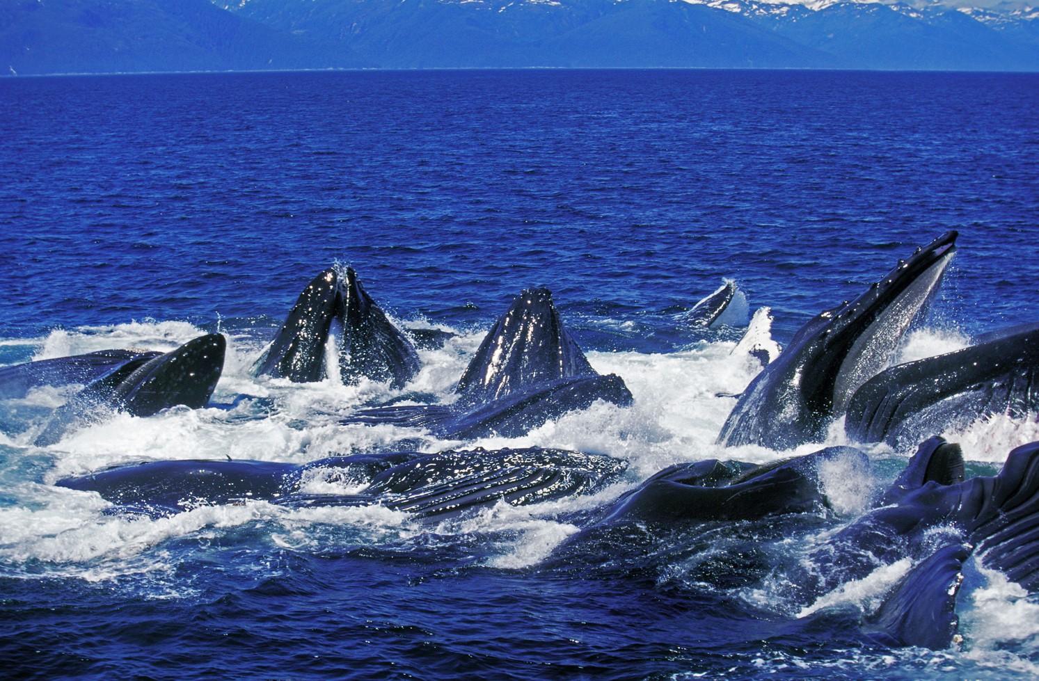 Ballena jorobada - Características, tamaño, dónde vive y alimentación
