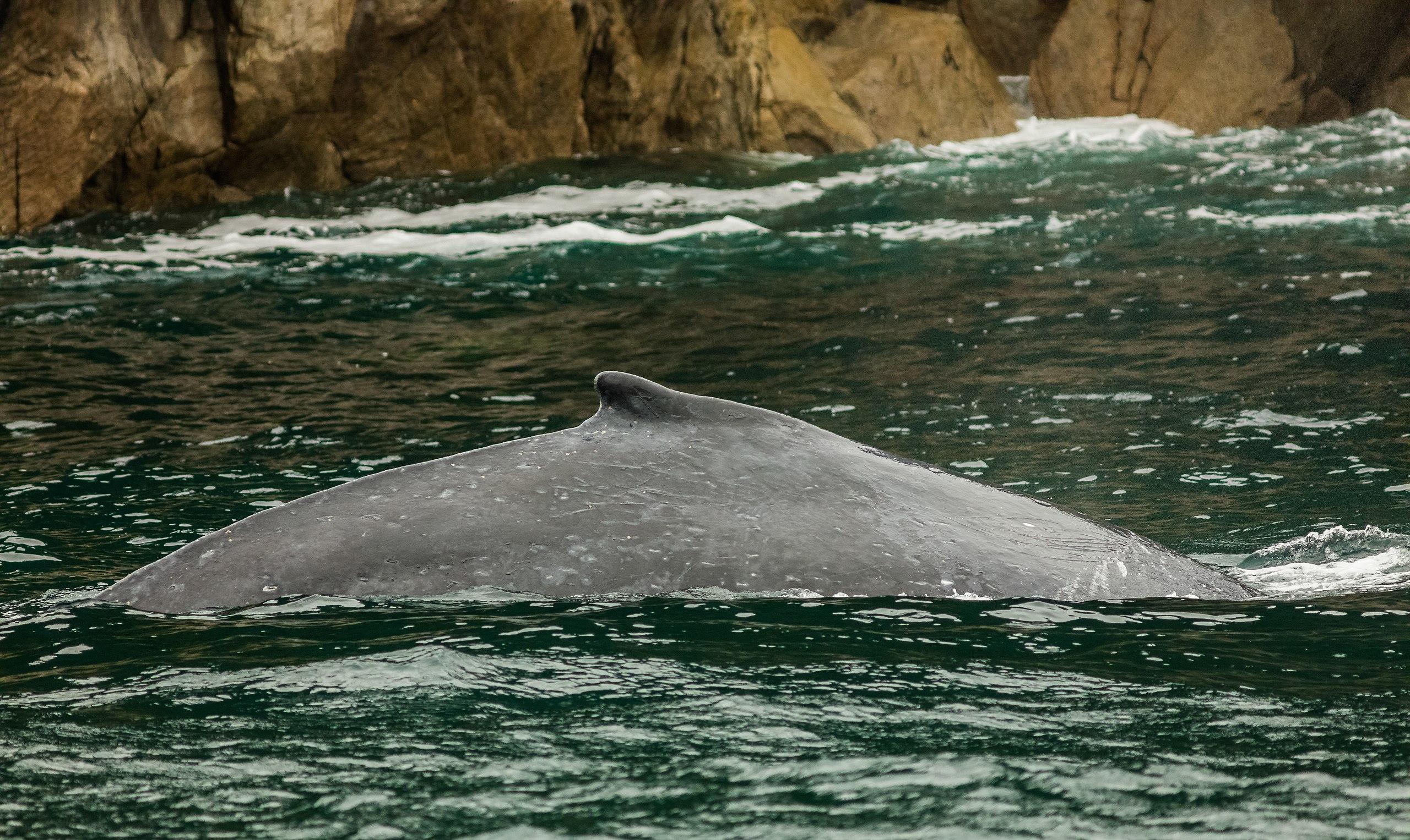Ballena jorobada - Características, tamaño, dónde vive y alimentación