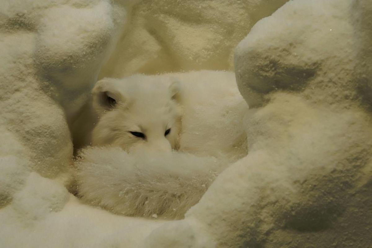 Zorro ártico - Características, dónde vive y alimentación