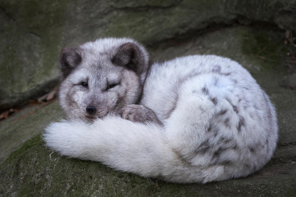 Zorro ártico - Características, dónde vive y alimentación