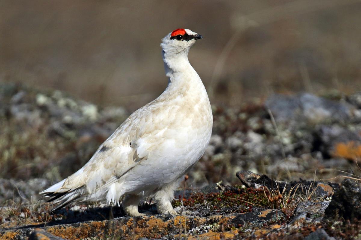 Perdiz nival - Características, dónde vive y alimentación