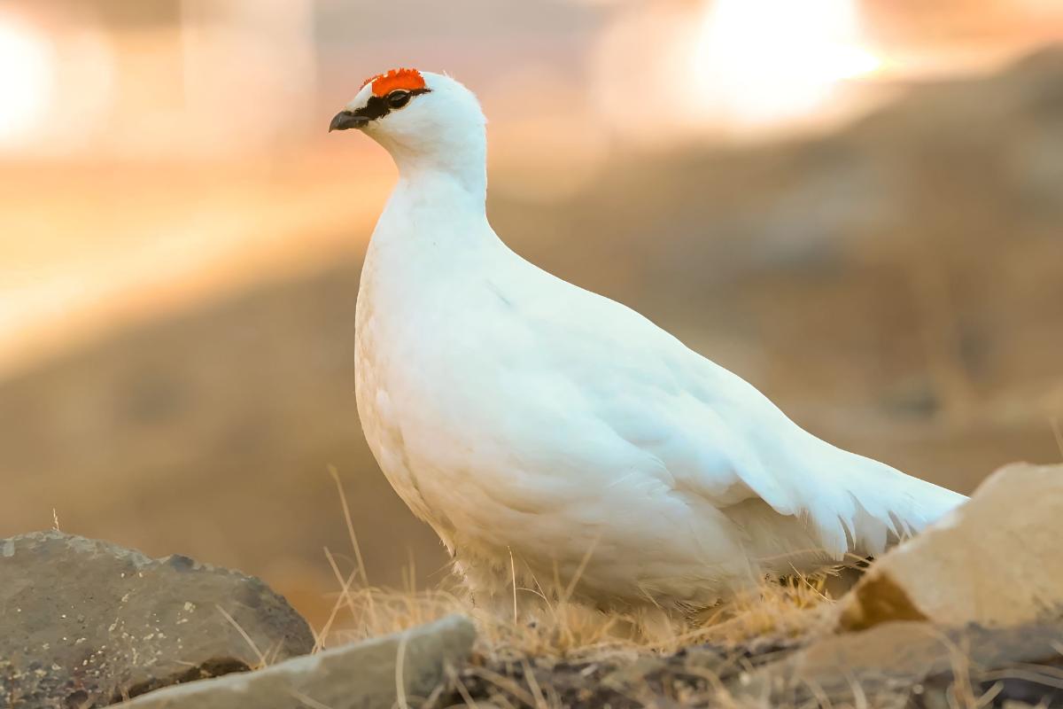 Perdiz nival - Características, dónde vive y alimentación
