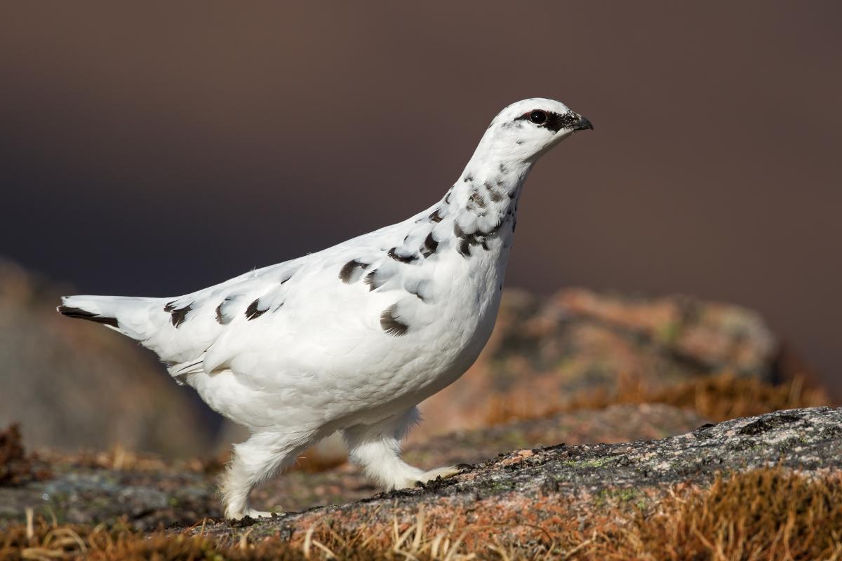 Perdiz nival - Características, dónde vive y alimentación