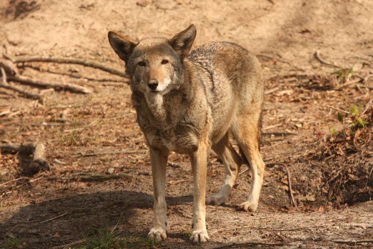 Lobo rojo - Características, hábitat y alimentación