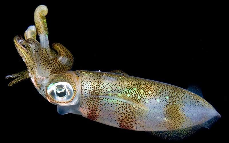 Calamar: características y descripción