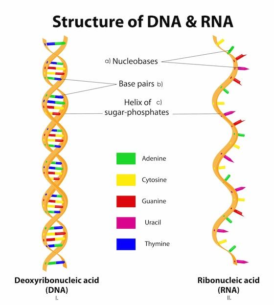 Qué es el genoma humano: características e importancia
