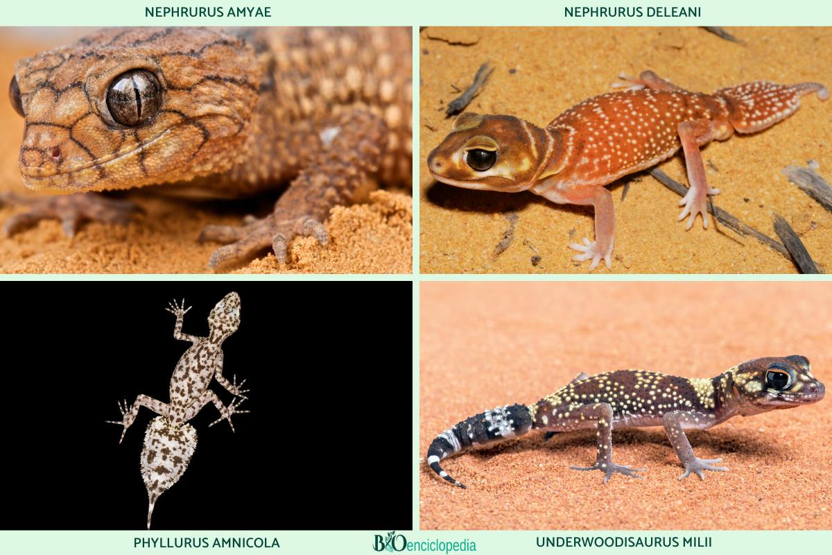 Tipos de geckos - Familias y especies