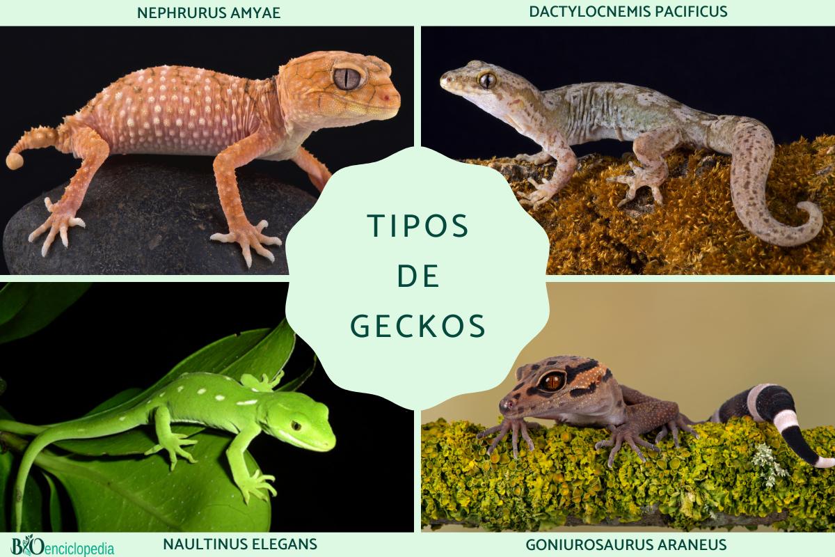 Tipos de geckos - Familias y especies