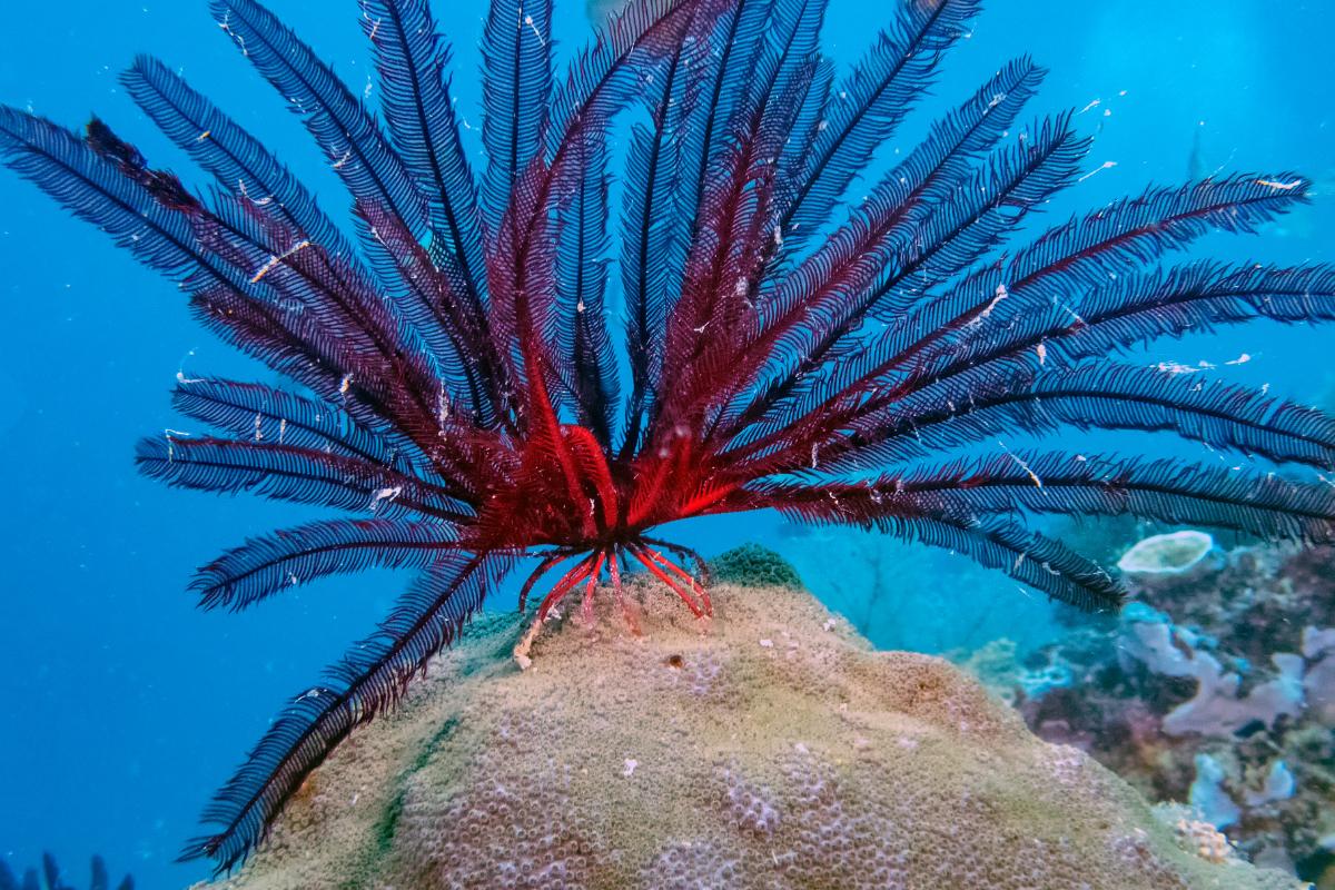 Lirios de mar: qué son, características, especies y reproducción - Resumen