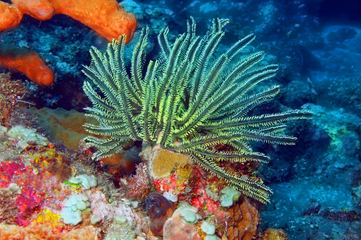 Lirios de mar: qué son, características, especies y reproducción - Resumen